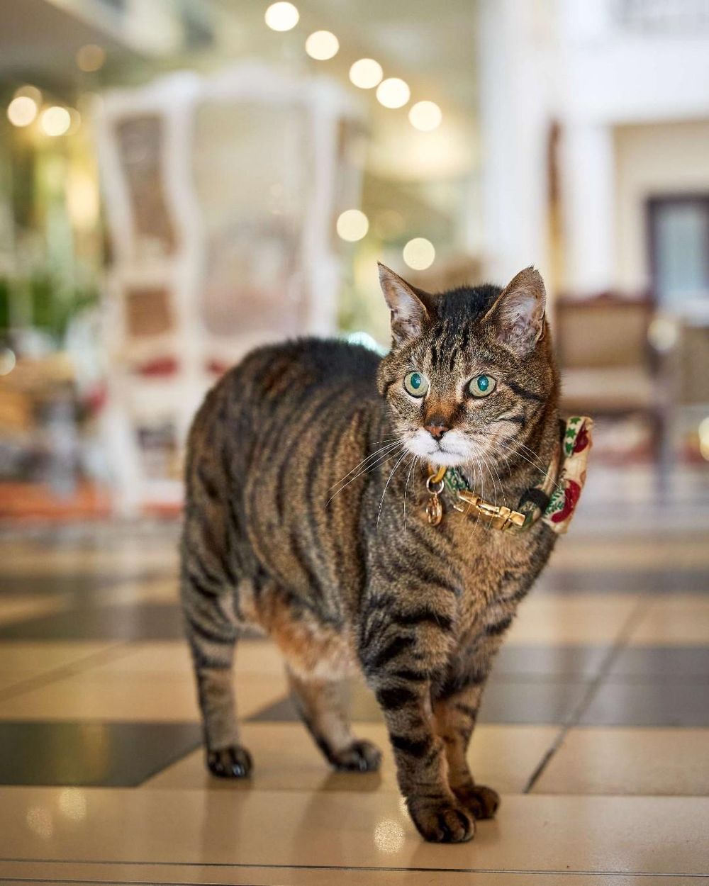 Big paws to fill: Who will succeed Skabenga, the former ‘Aristocat’ of ...