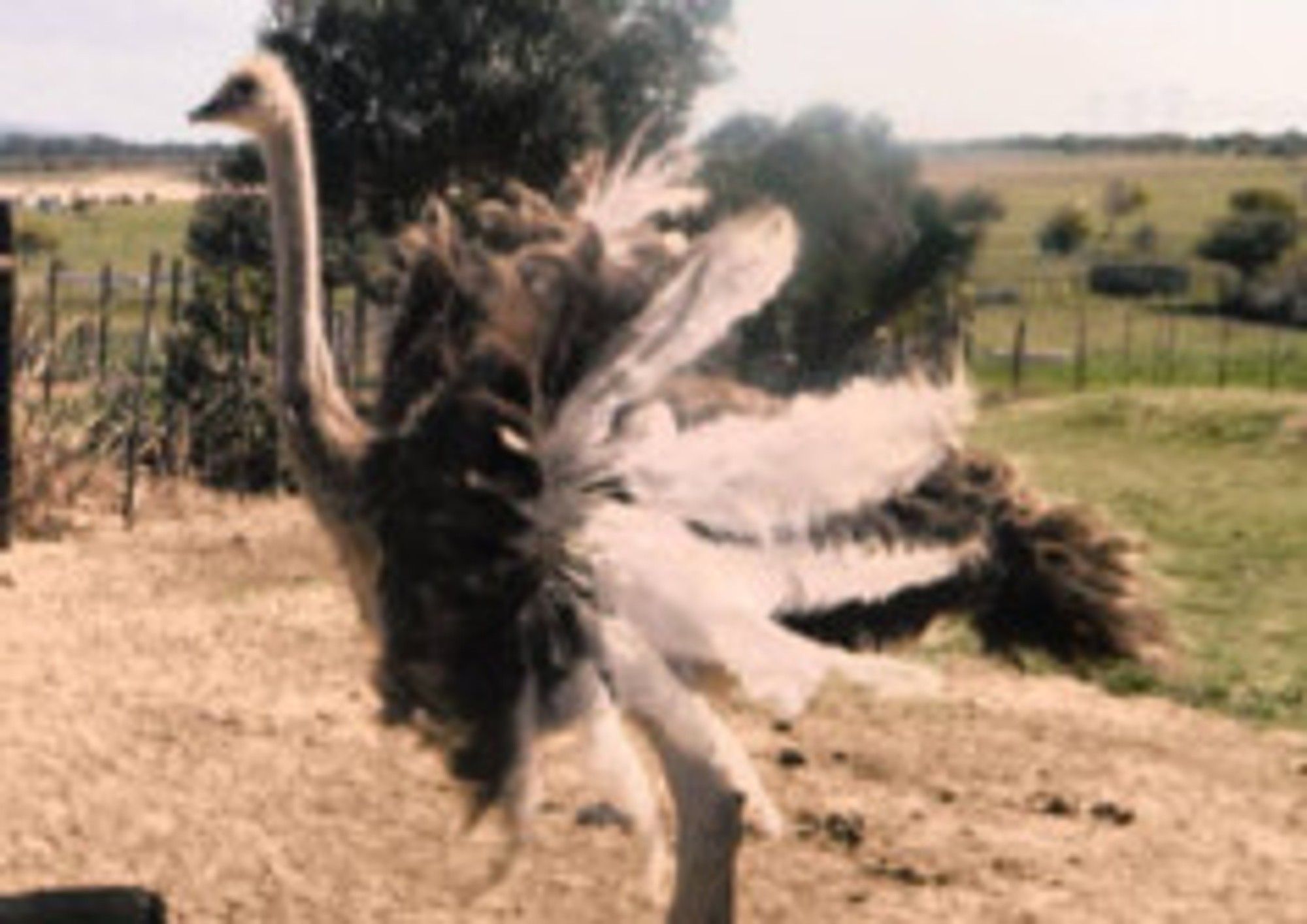 Fascinating ostrich ranch worth a visit