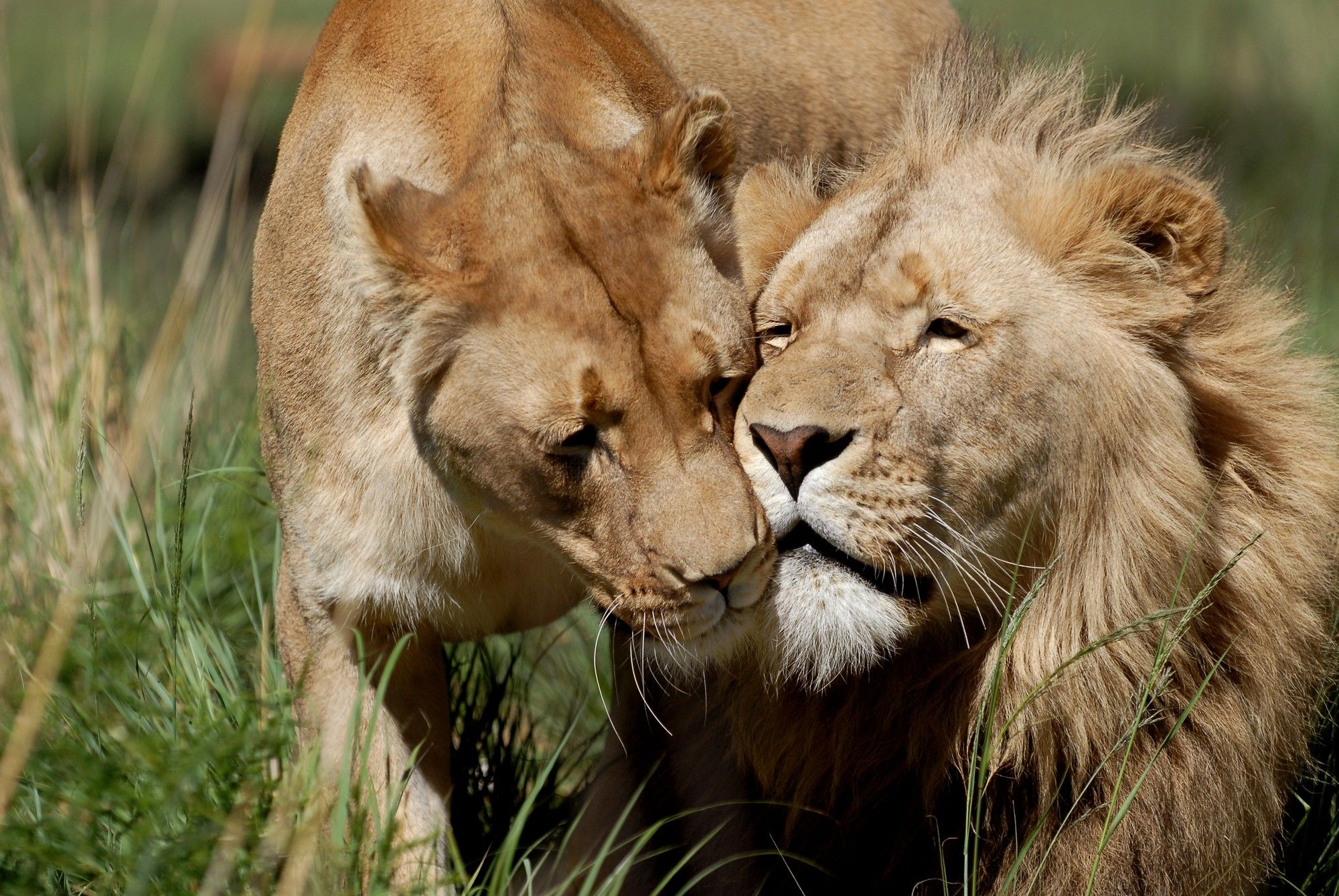 World Lion Day: Call to end vicious cycle of big cats in captivity in ...