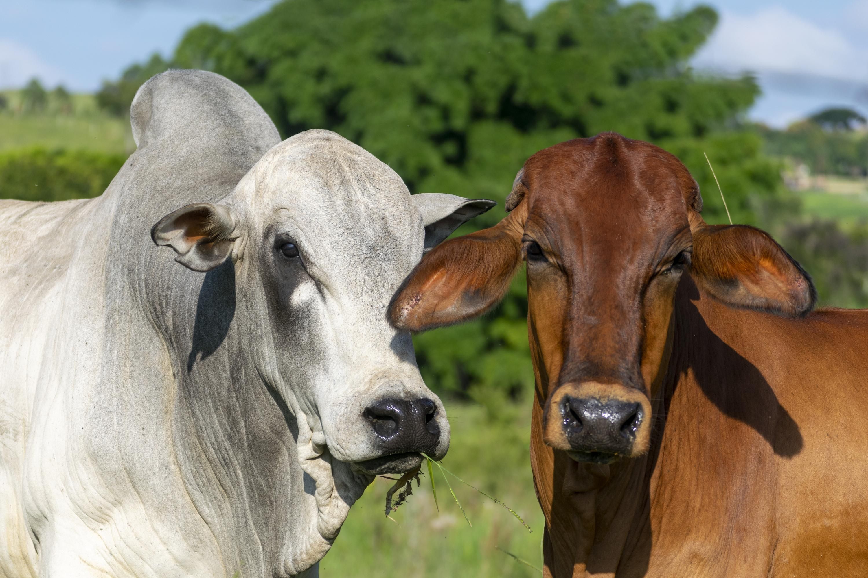 KZN agricultural union urges disaster declaration as foot and mouth ...