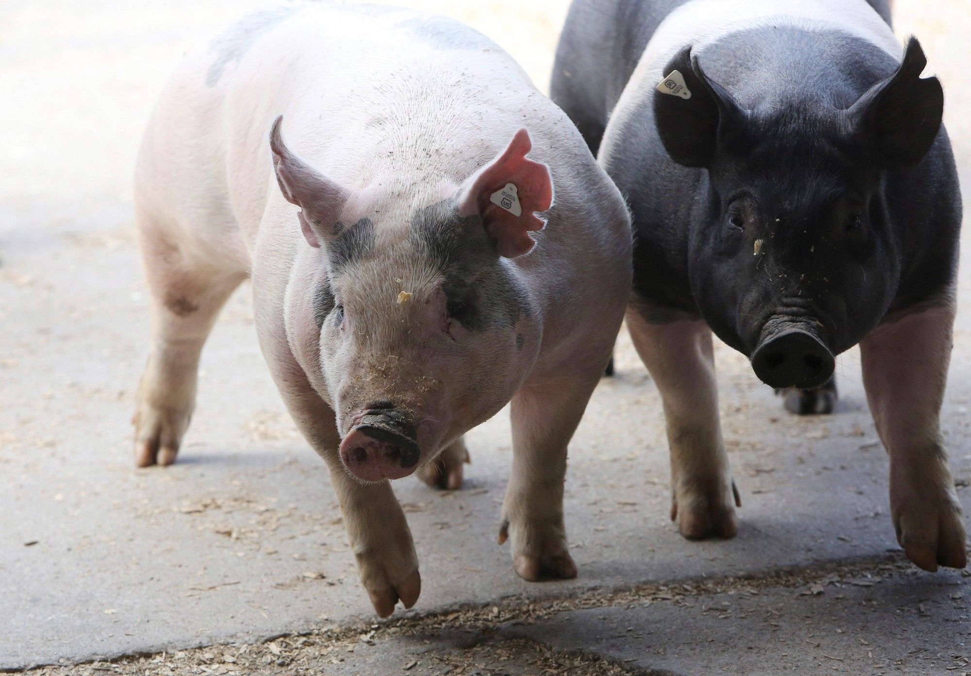‘Pigs were eating her body’: Women shot dead and thrown into pigsty ...