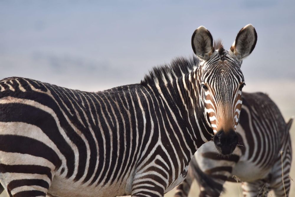Conservation success for Cape Mountain Zebras, but threats persist