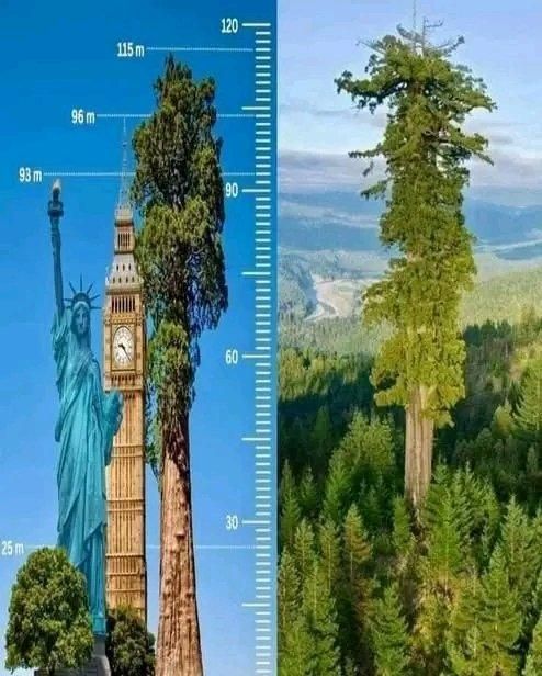 American anti-apartheid activist Amy Elizabeth Biehl stabbed to death in Guguletu