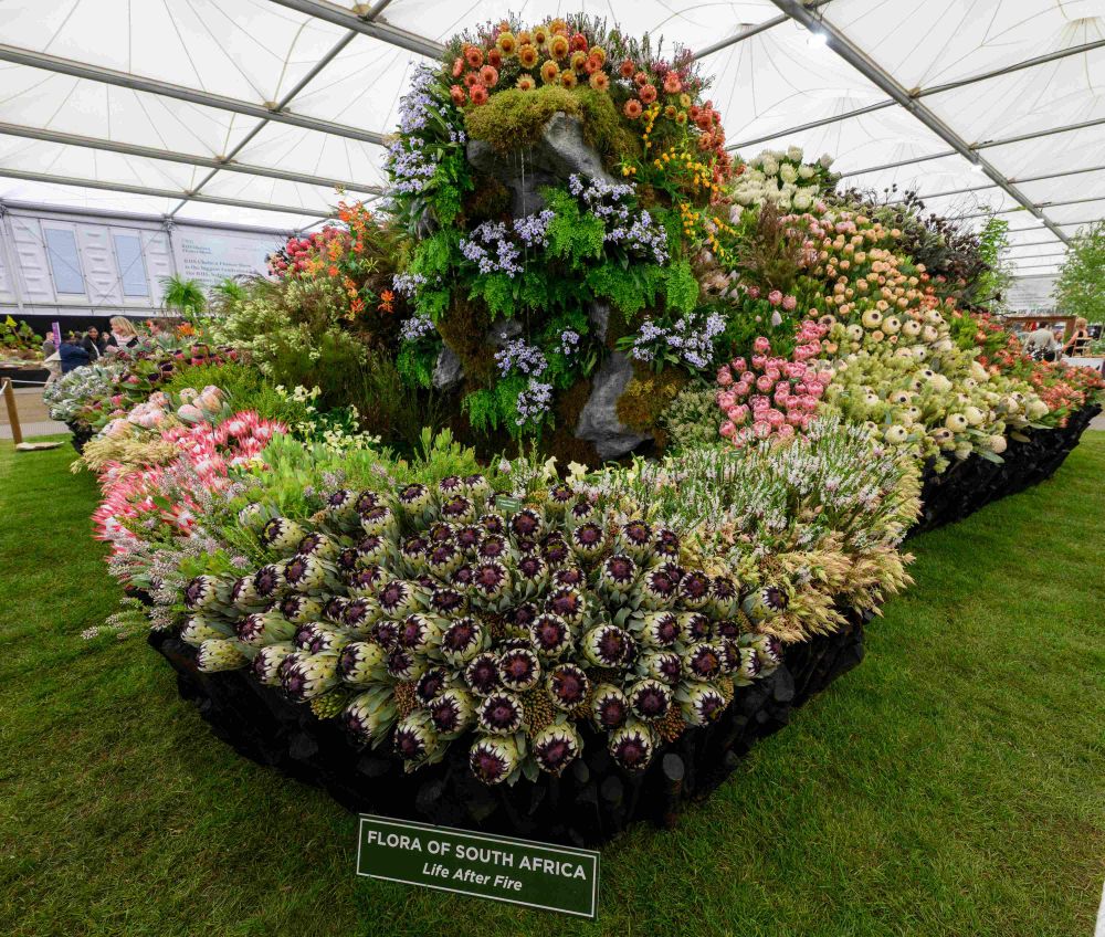 Team South Africa triumphs with gold at the RHS Chelsea Flower Show