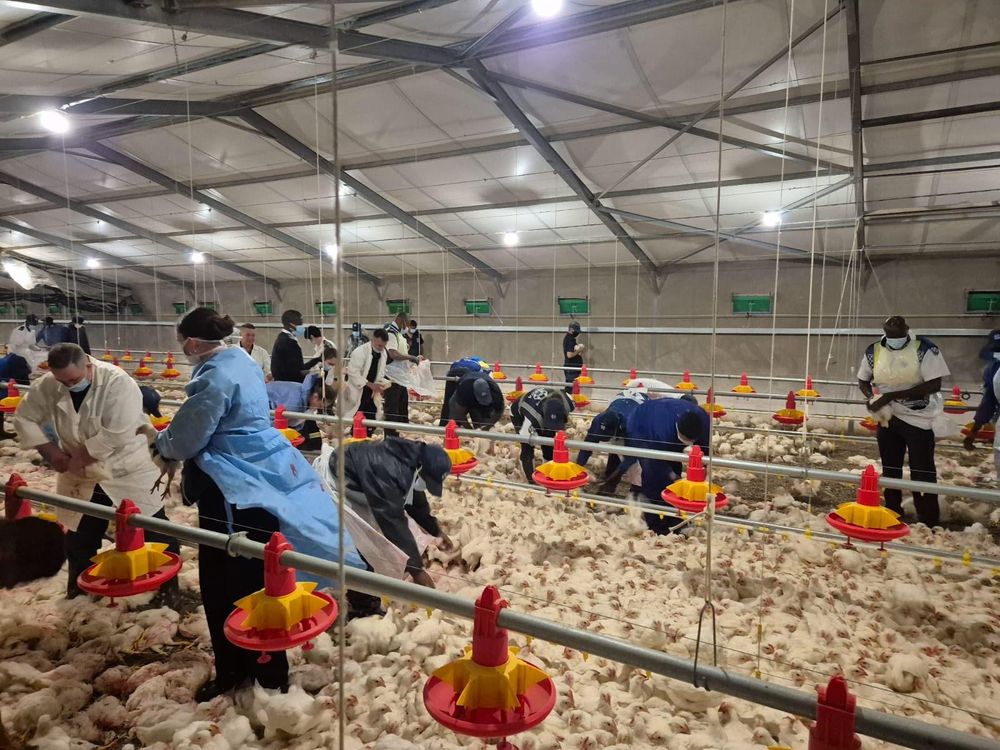 NSPCA raises alarms over Daybreak Farms' plan for 89,000 chicks amid ...