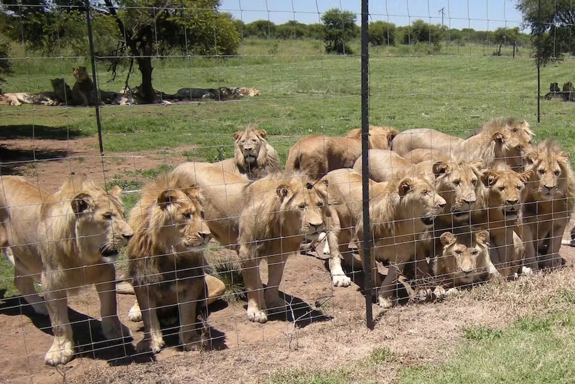 Sebesaba nokuhamba emgwaqweni ngenxa yamabhubesi