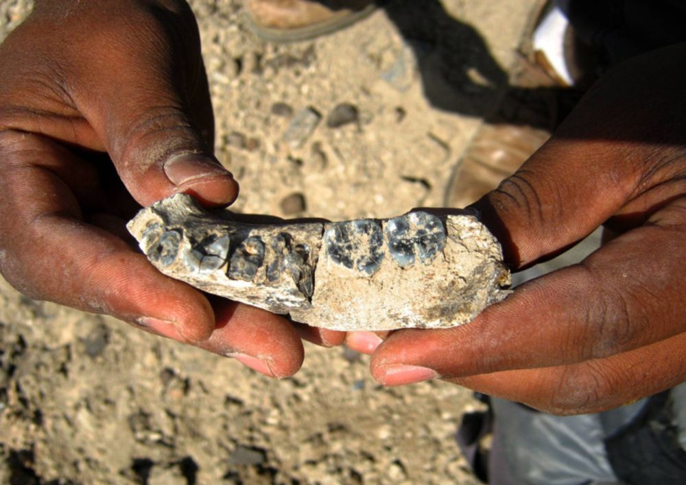 Jawbone fossil ‘fits on human branch’