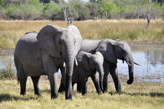 'Not everything in Africa is for sale': NGOs to protest elephant exports