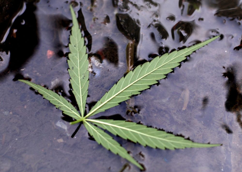 Poles smoke pot in parliament