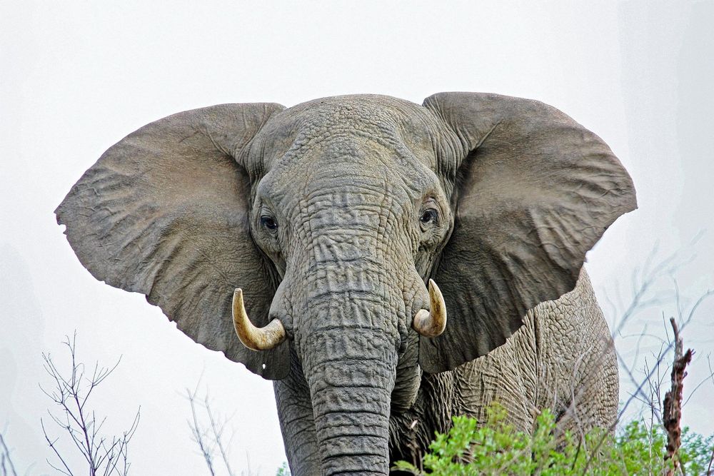 Illegal killing of elephants associated with low law enforcement capacity