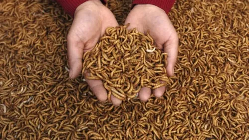 Gauteng Health Department denies disease outbreak linked to maggots
