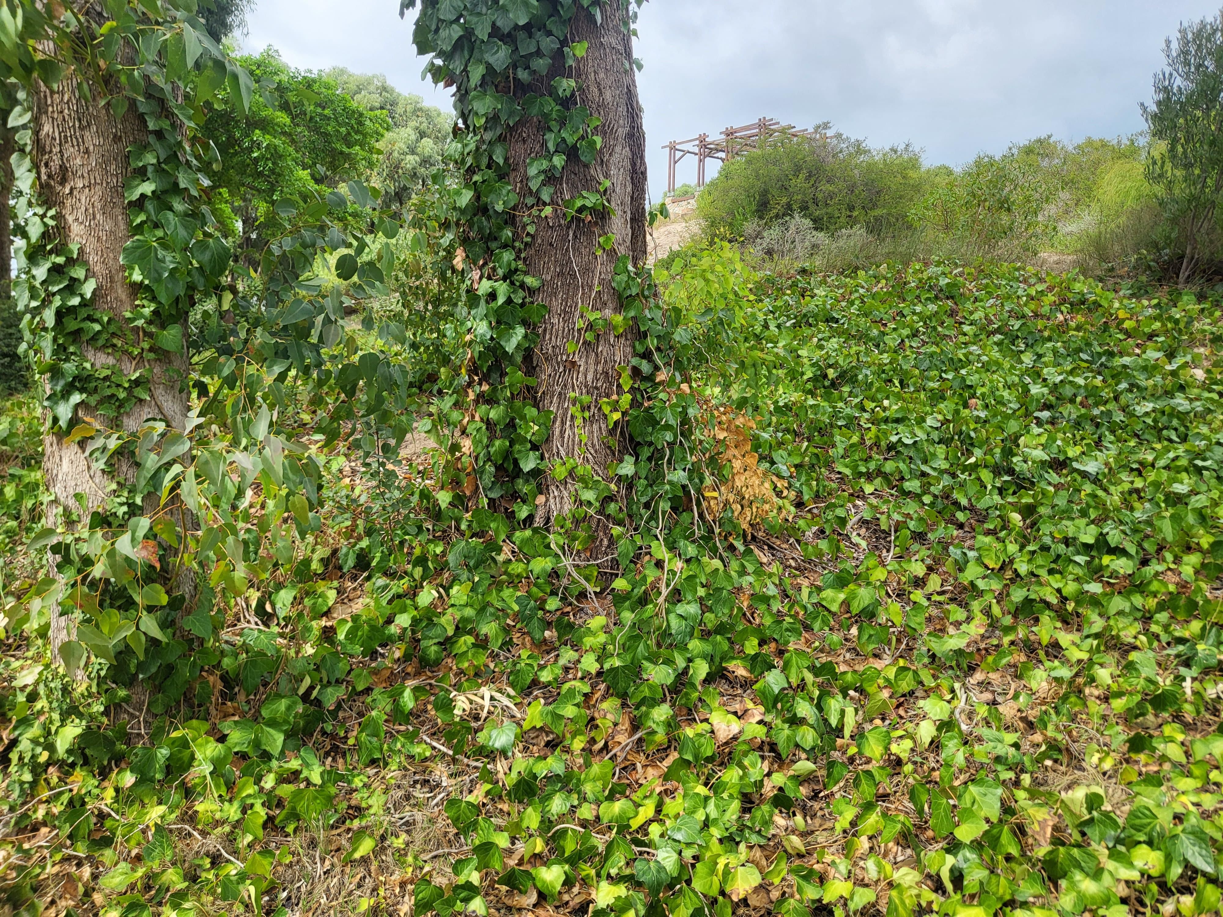 Help protect Cape Town's biodiversity by removing invasive Ivy