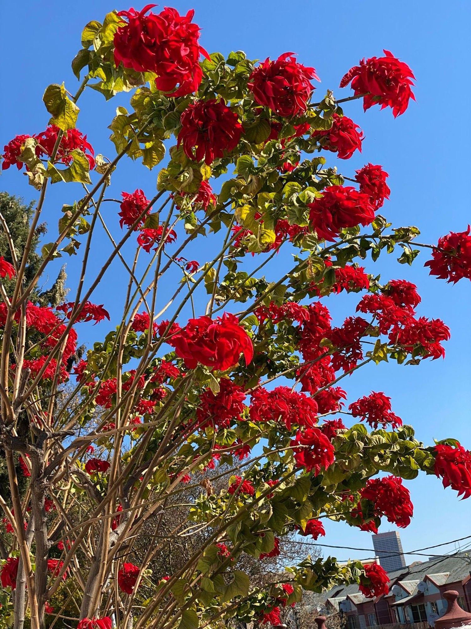 PHOTO ESSAY: Dr Cahi’s blooms are a celebration of spring and its beauty