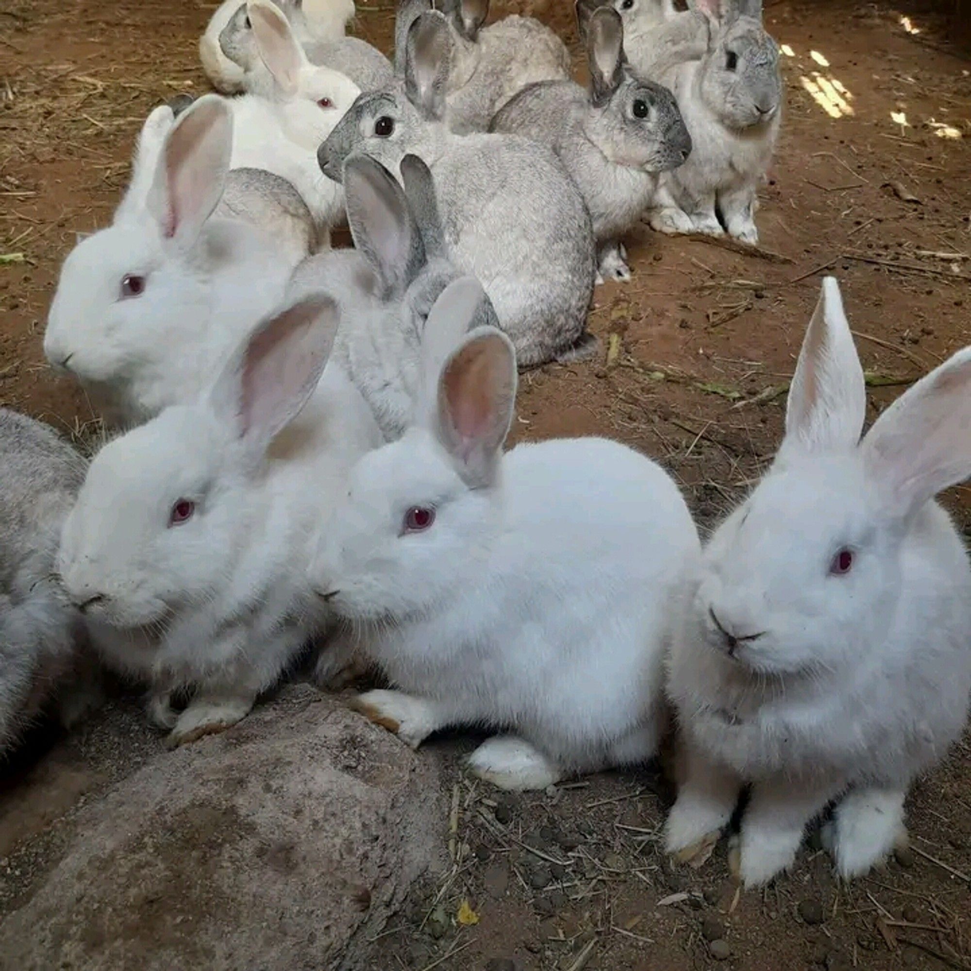 Inyama yomvundla ingathengiswa mfama