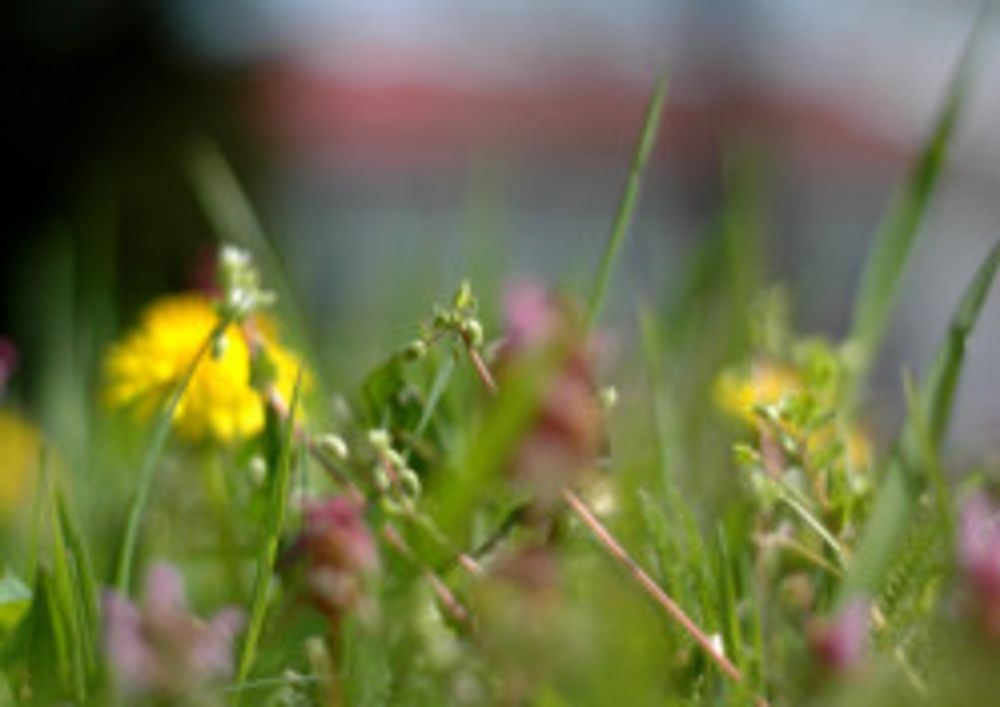 More carbon, more hay fever?