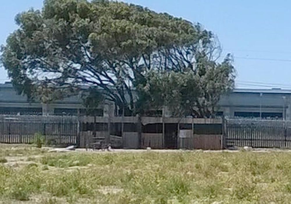 Boys allegedly bound, beaten and left in the cold by stable hand