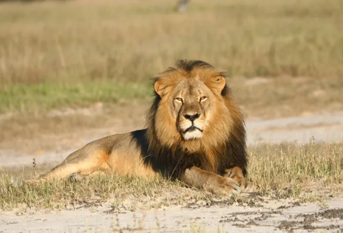 Silver lining seen in Cecil’s death