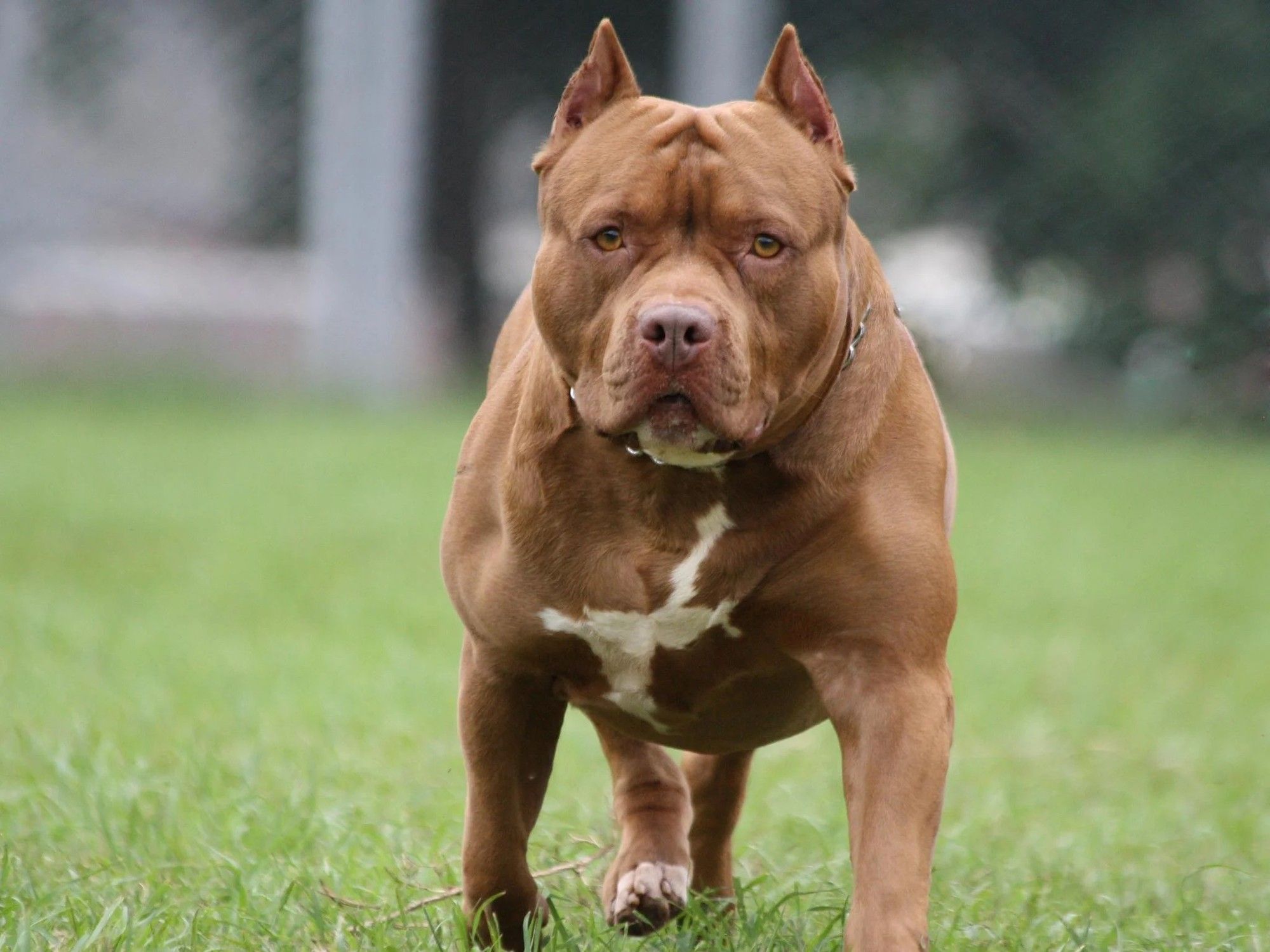 ‘Heartbroken’ SPCA puts down pit bulls: ‘It’s better than them being ...