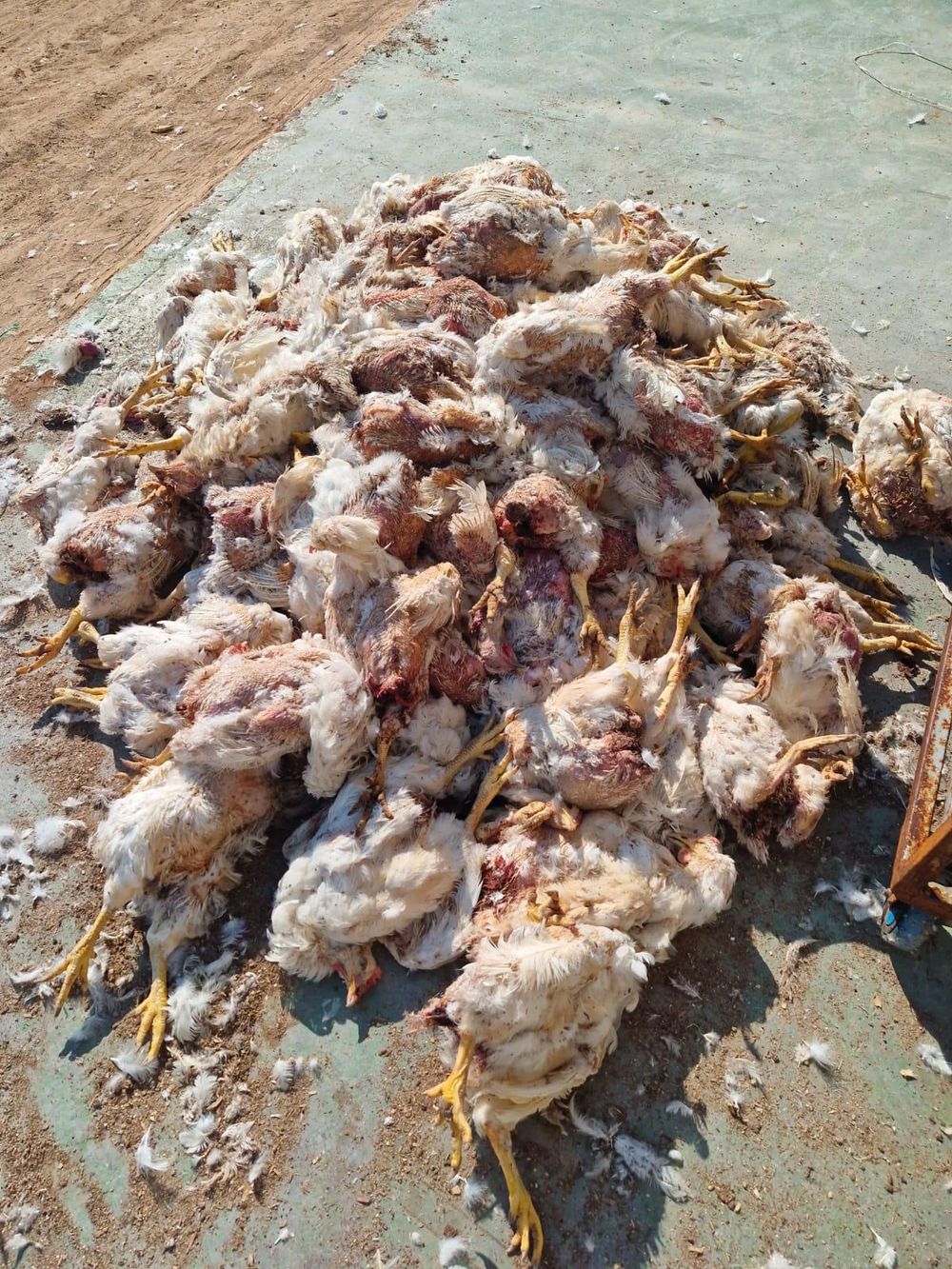 NSPCA secures urgent court order against Daybreak Foods over inhumane ...