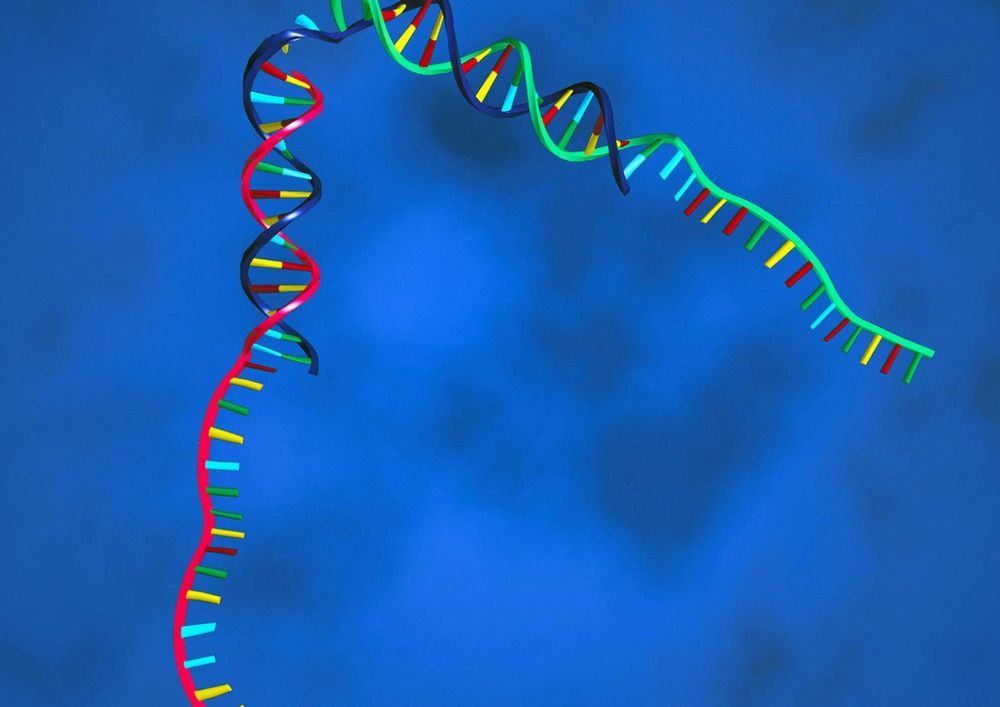 Mental study sheds light on faulty genes
