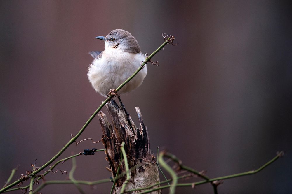 How light pollution is affecting bird behaviour