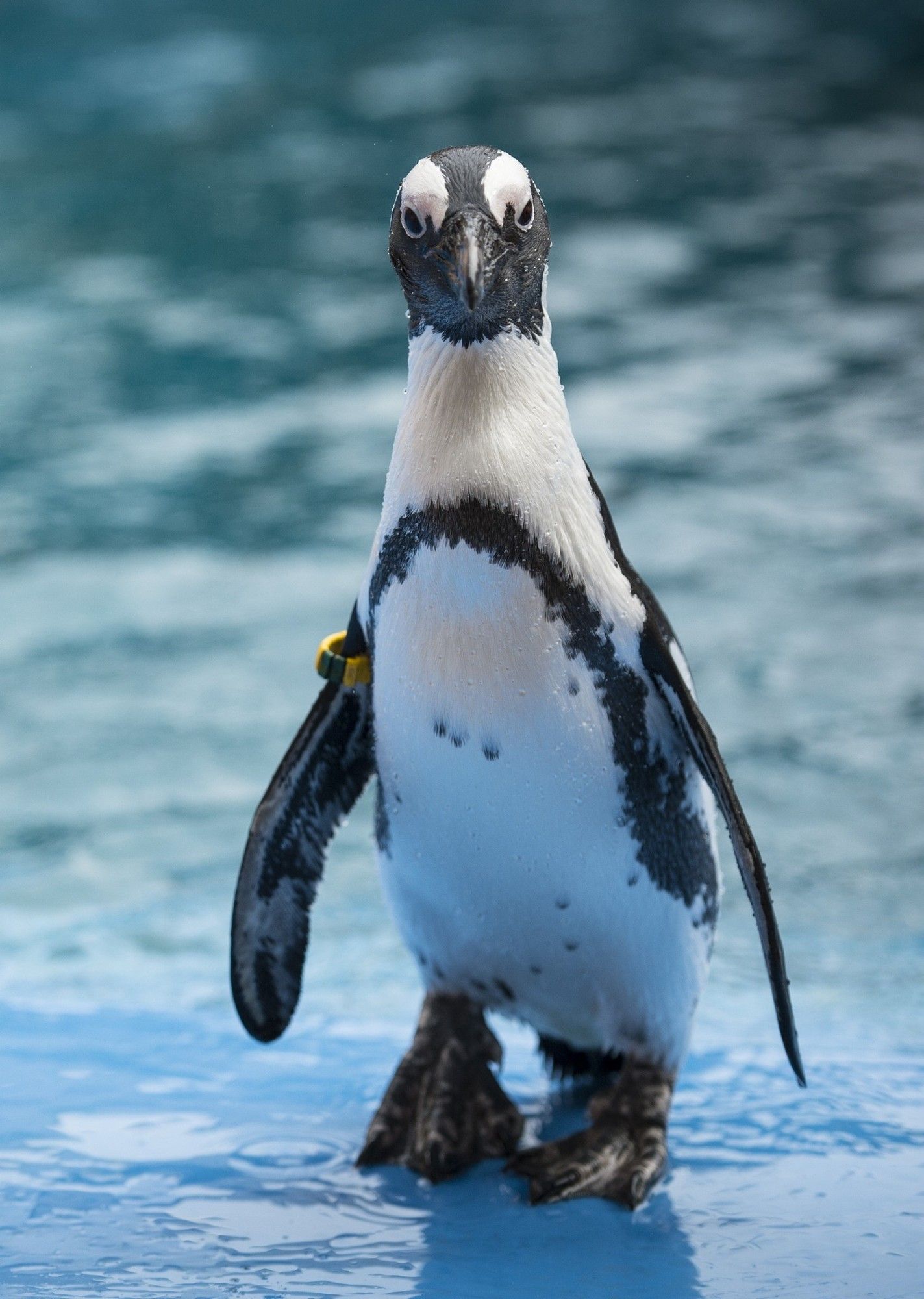 Penguins are an indicator species for the health of the oceans