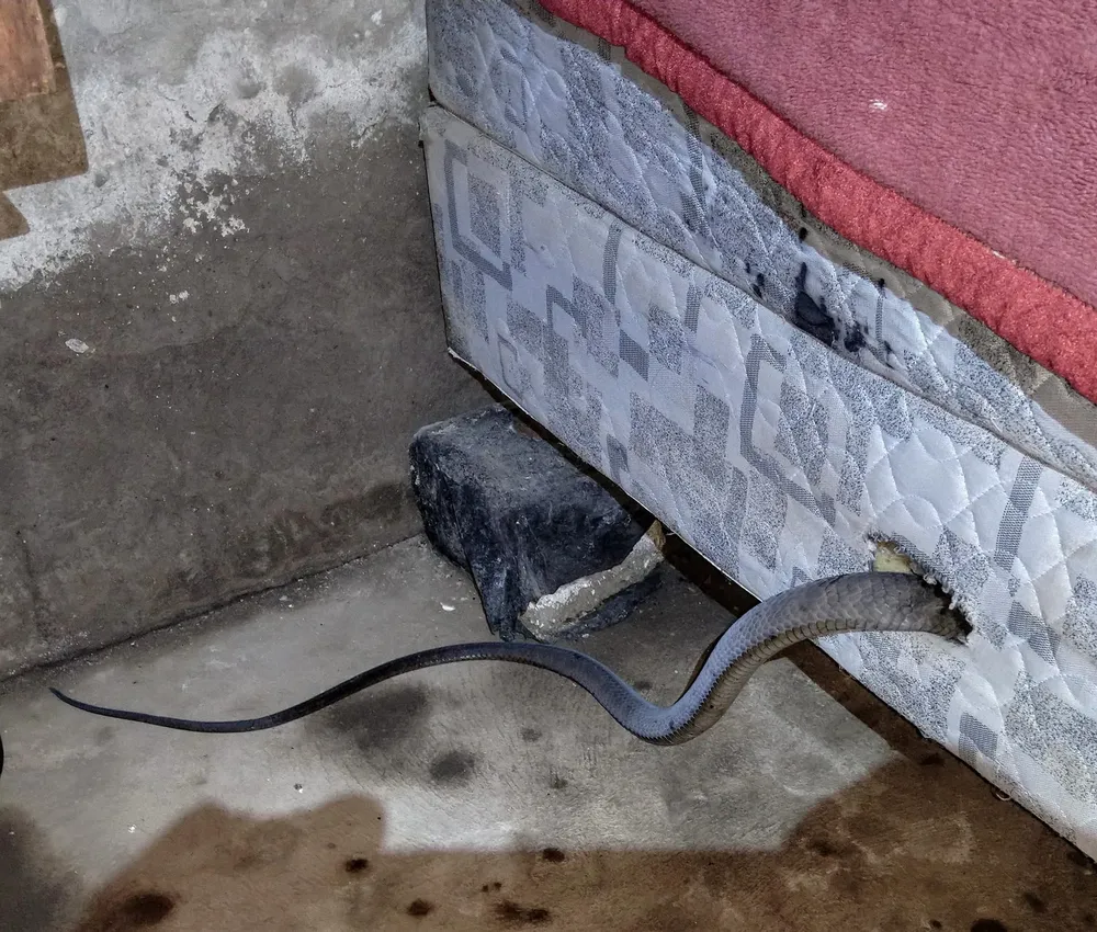 Snake catcher bags two black mambas of over 3.1m each in a case of ...