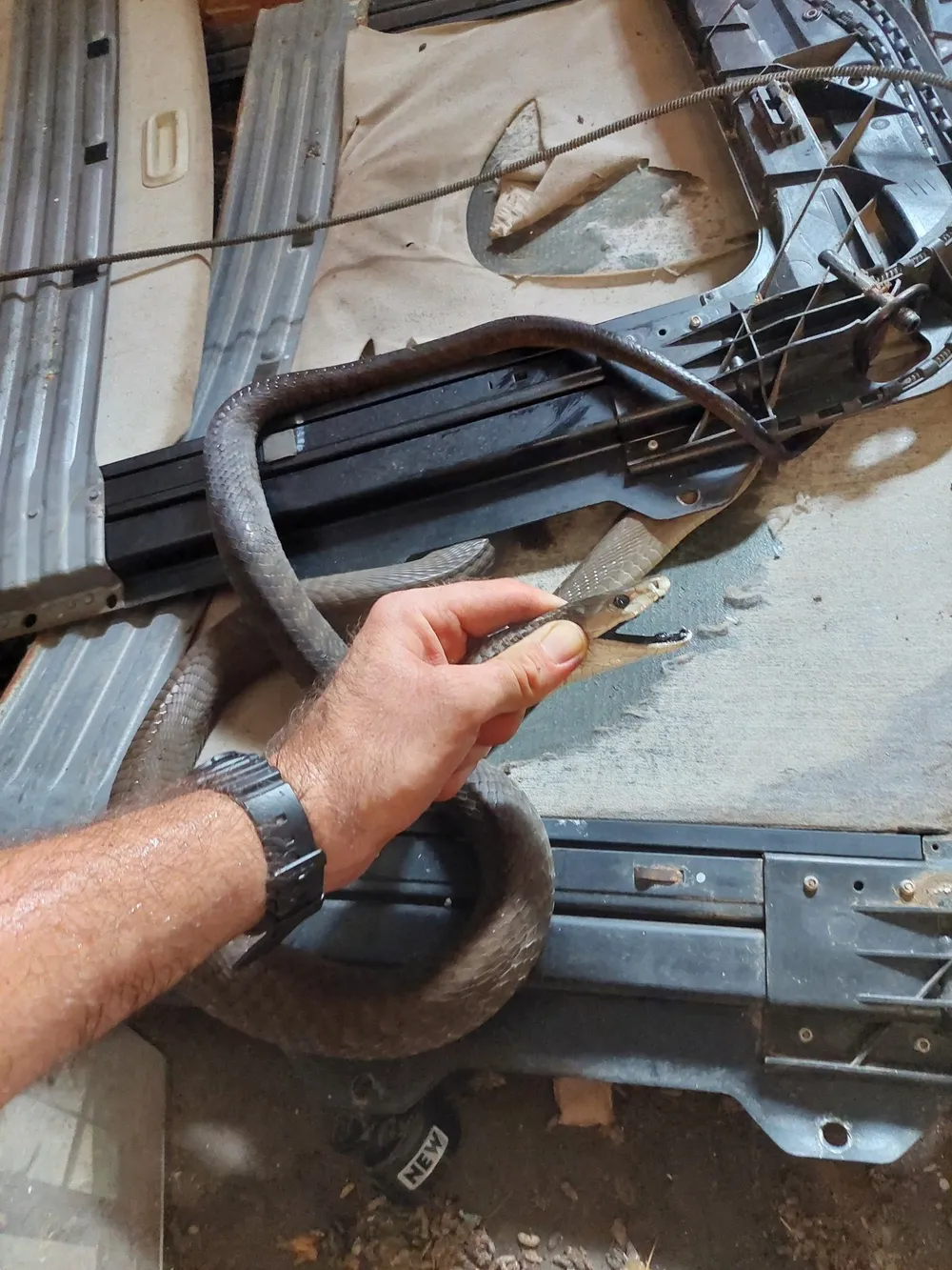Durban snake catcher describes ‘whirlwind 12 hours’ of rescues ...
