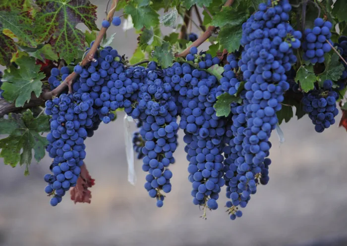 Shiraz evening brings a bit of warmth