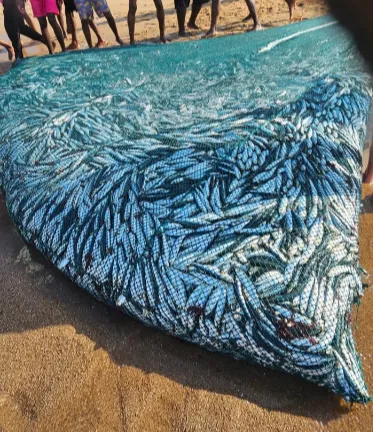 Sardine run heats up along KZN's coast, but patience is needed for ...