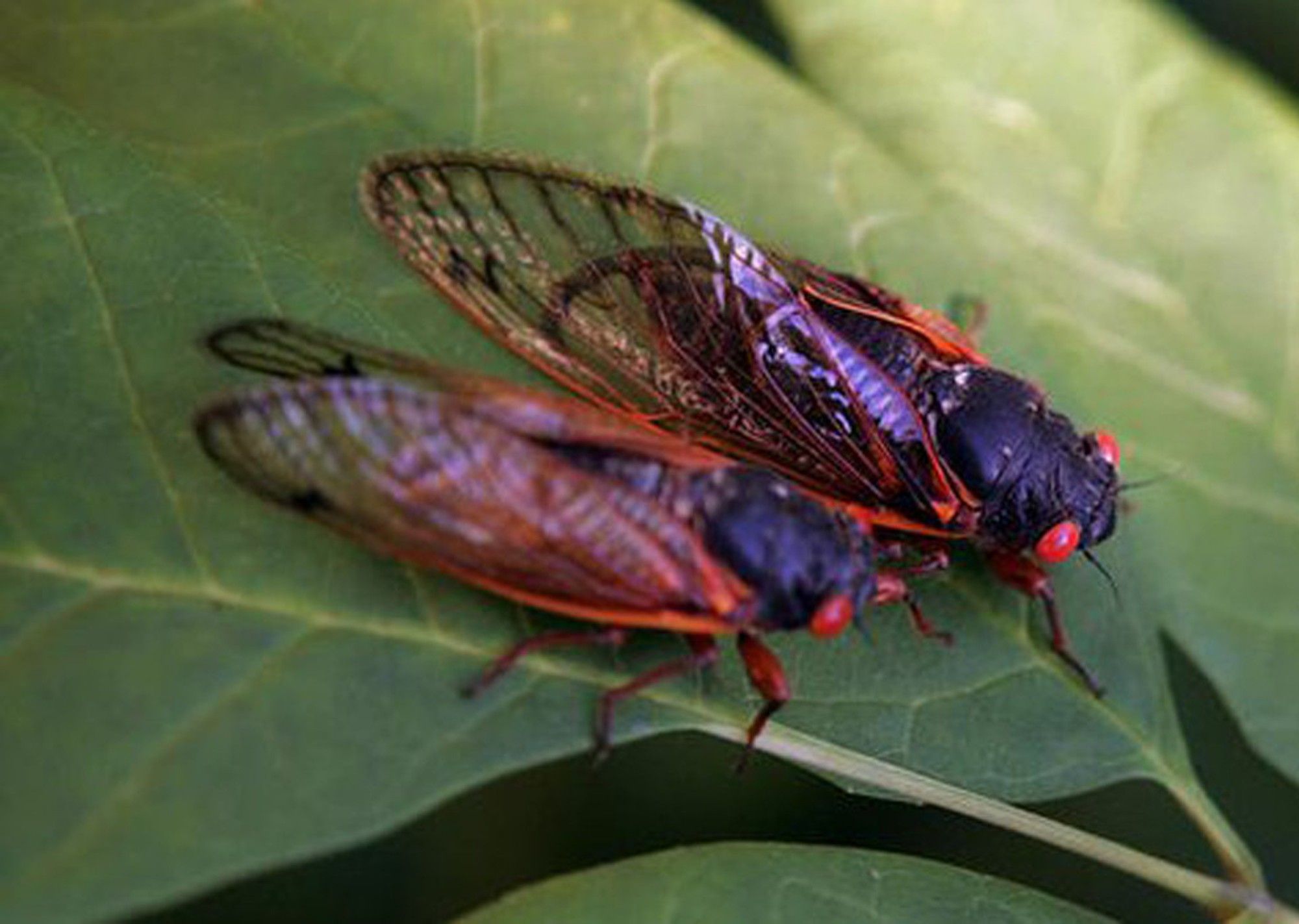 Two cicada broods emerge together for first time in 221 years