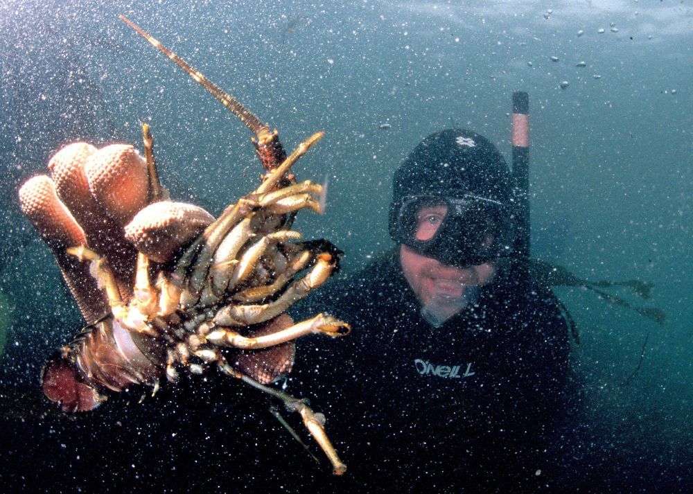 #RockLobster: We will poach if we must, say small-scale fishers