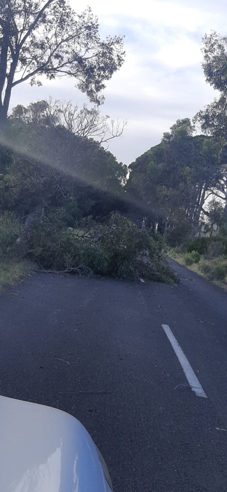 Cut-off low hits Western Cape, uprooting trees and damaging infrastructure
