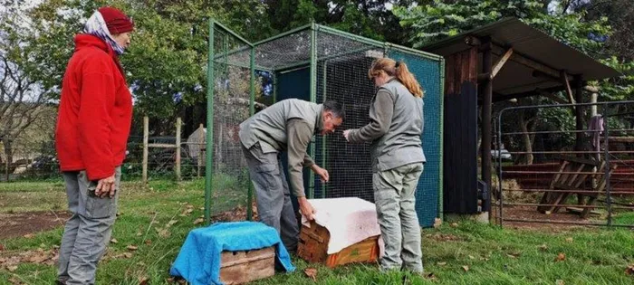 Two owls to be released into the wild in the KZN Midlands