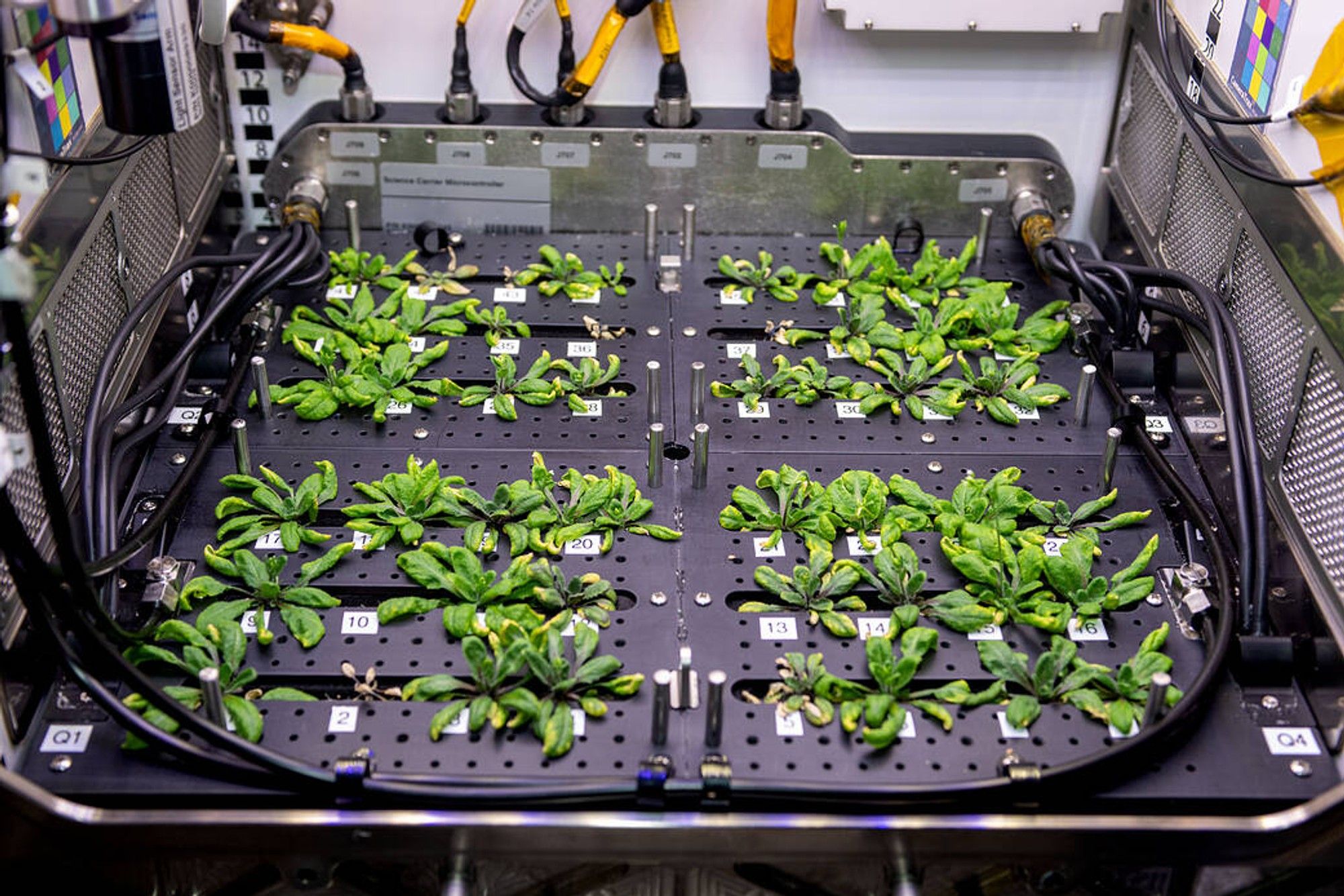 Plants in space: Nasa plans to feed future astronauts using this habitat