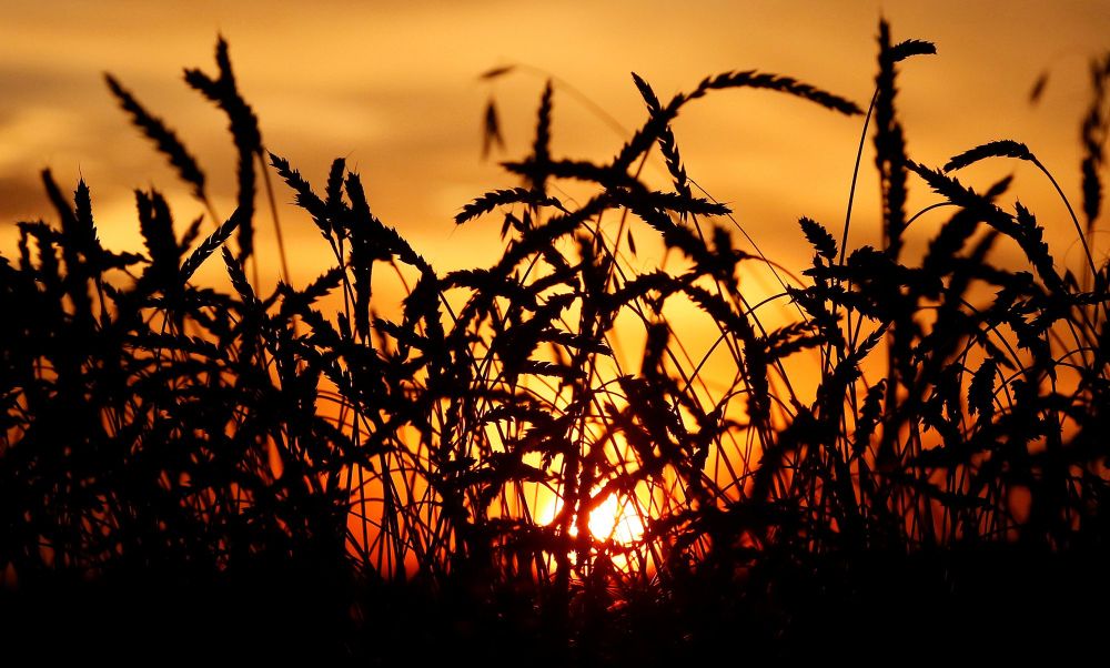 Record maize crop expected