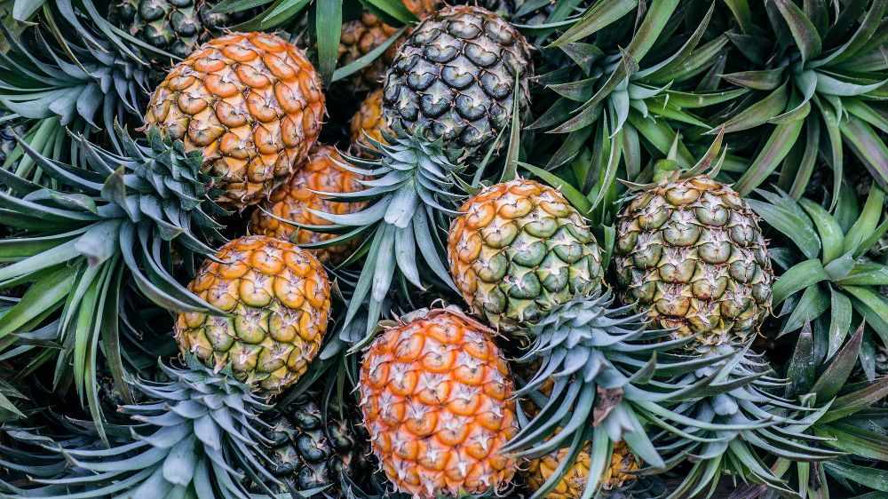 Pineapple prices increase by 74% as South Africans continue to brew ...