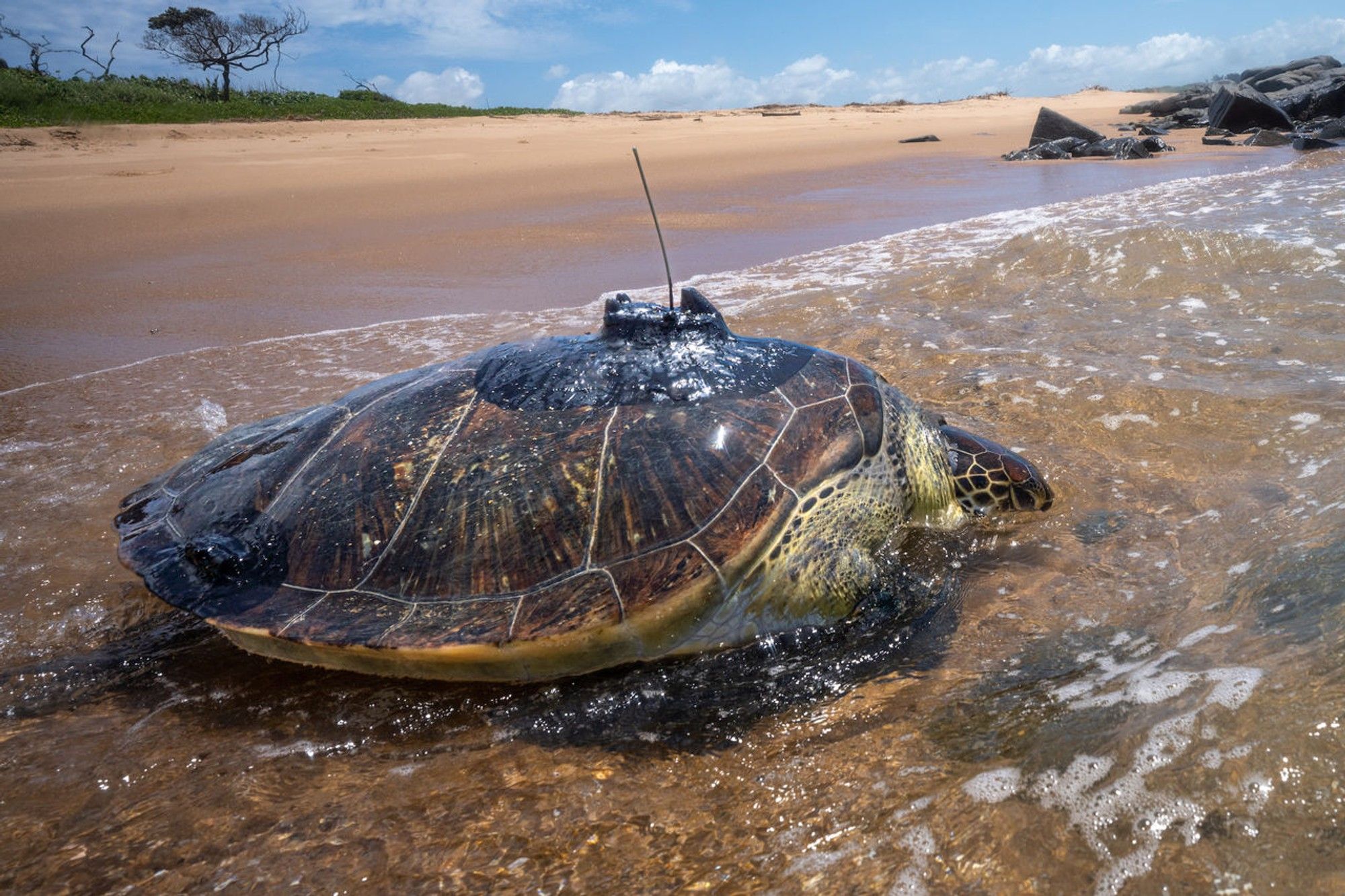 Bob the green turtle’s story comes to a close for now as her satellite ...