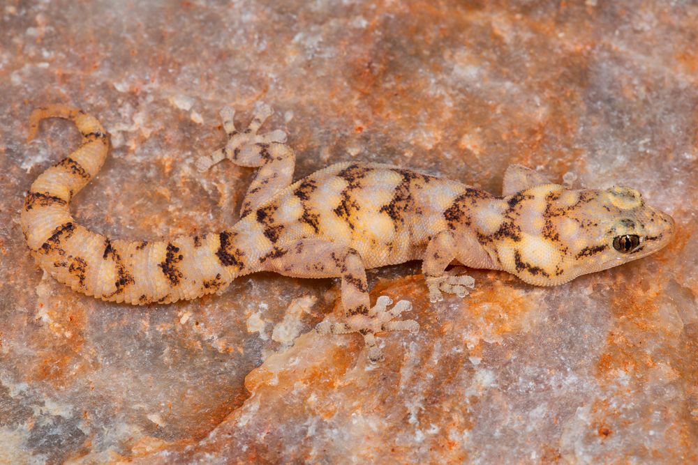 New species of pygmy gecko discovered in Northern Cape