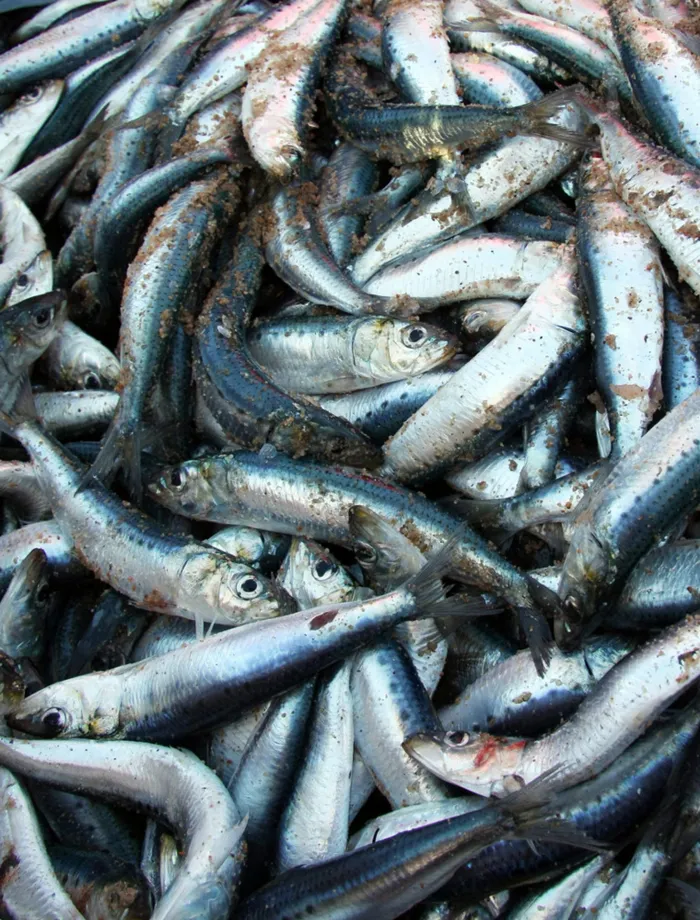Sardine hunters strike silver down south