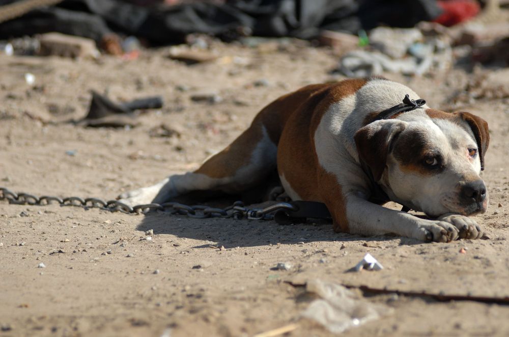 Cops hunt for owner of dogs involved in killing Eastern Cape woman
