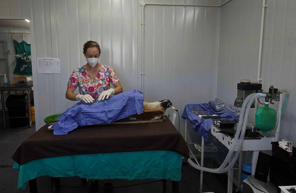 Mdzananda Animal Clinic unveils new operating theatre to support ...