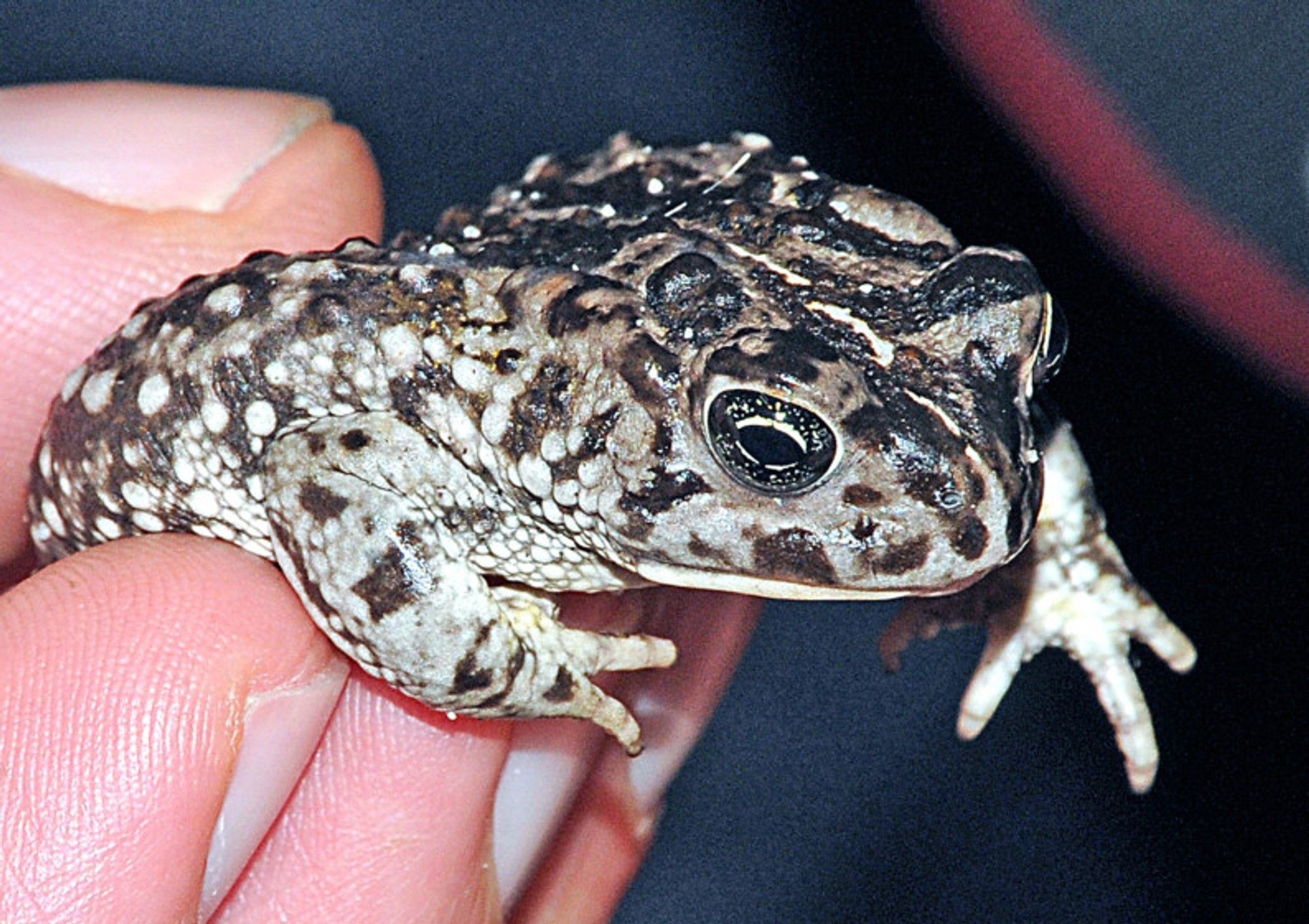 W Cape a hot spot of frog diversity