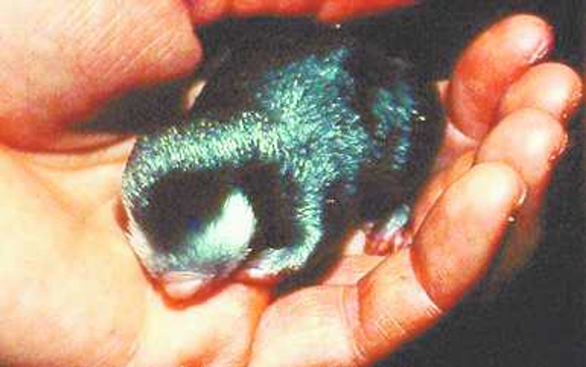 Survival of rare mole at stake