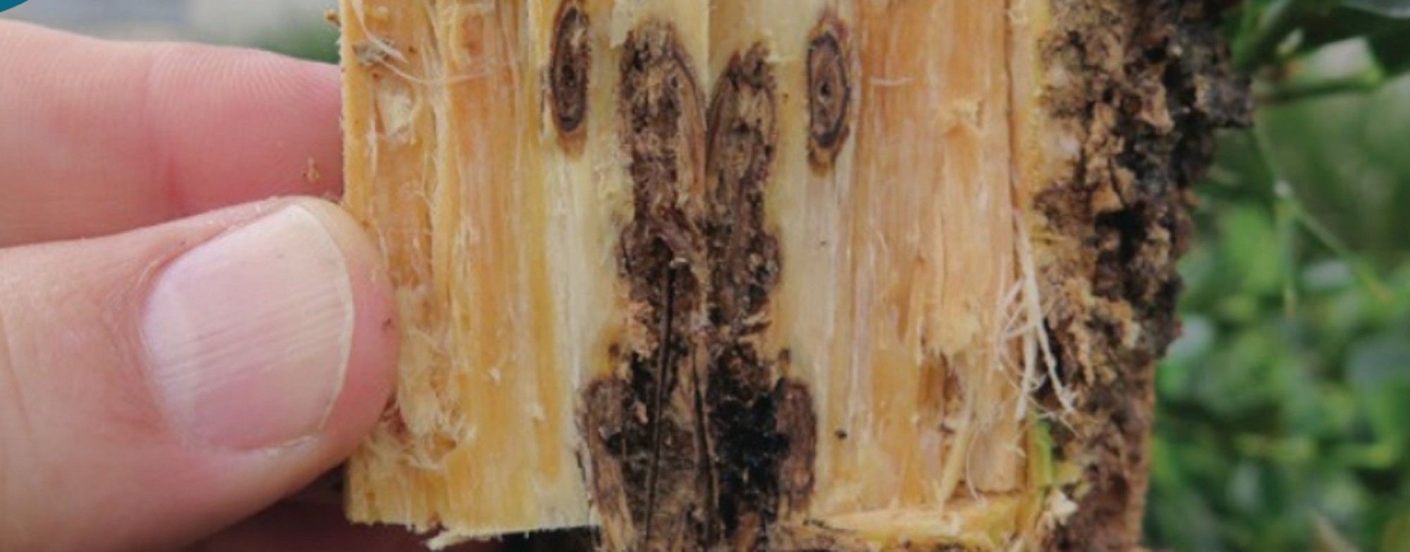 Invasive, tree-killing beetle hits southern suburbs