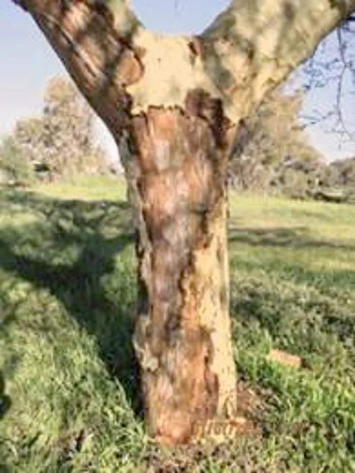 Bid to end bark-stripping scourge