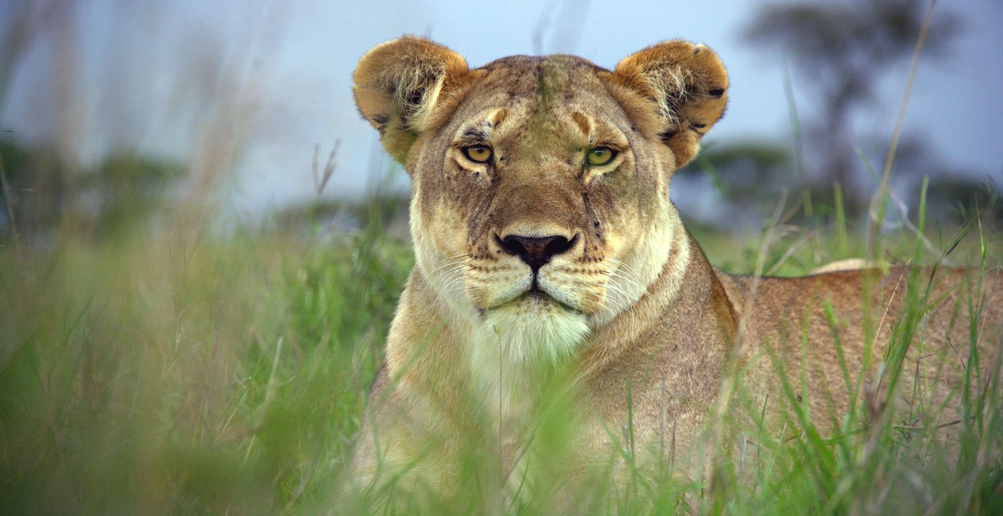 Cat-astrophe: Lion on the loose in Tshwane, and fears mount that ...