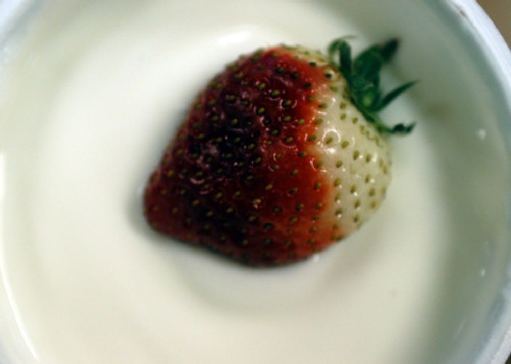 Yoghurt could help with hayfever