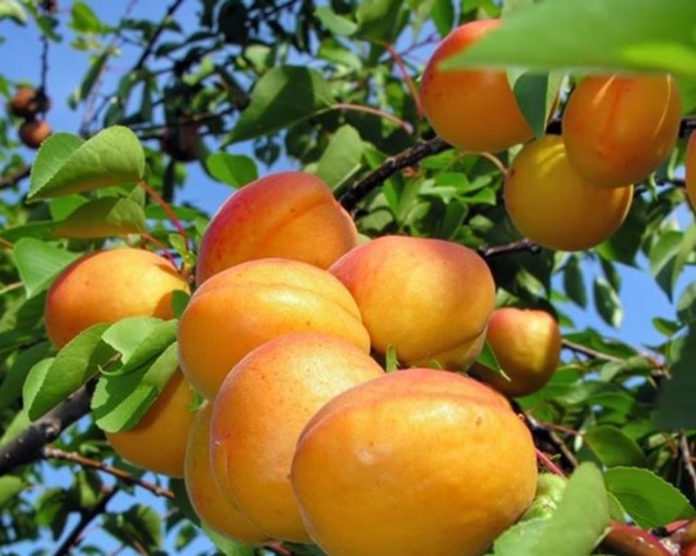 Hello summer! De Krans readies for fruit-picking season