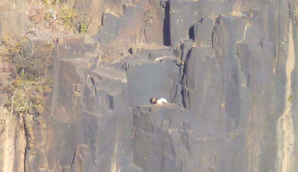 KZN goat cliffhanger